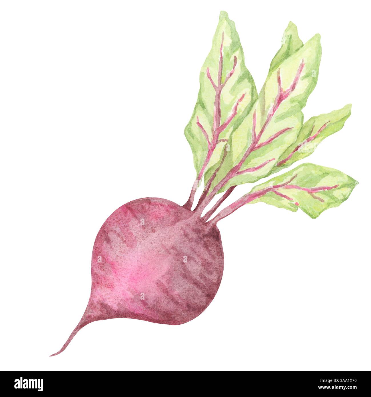 Watercolor beetroot with rich purple bulb and lush green leaves. This ...