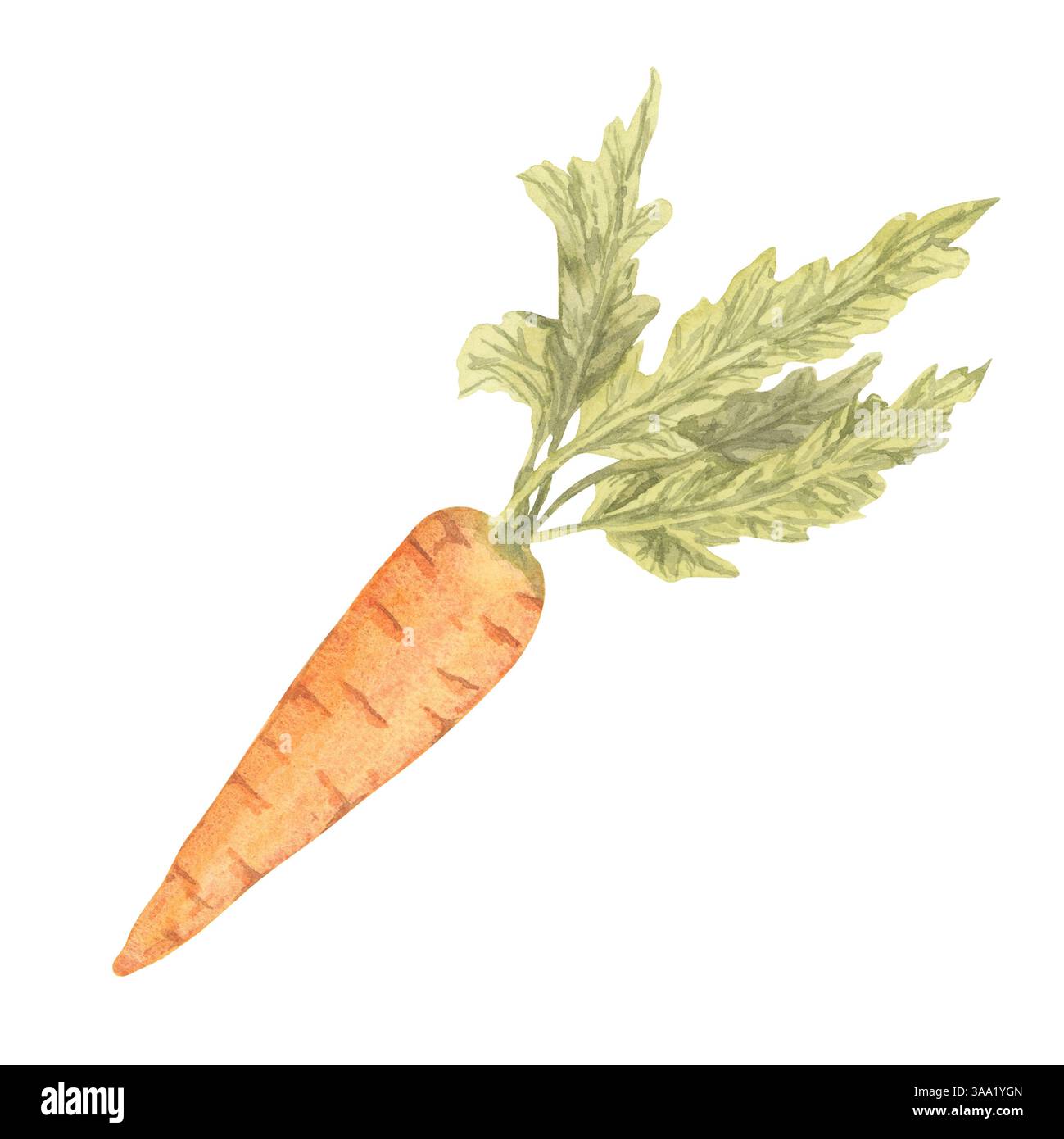 Watercolor carrot with bright orange body and detailed green leaves ...