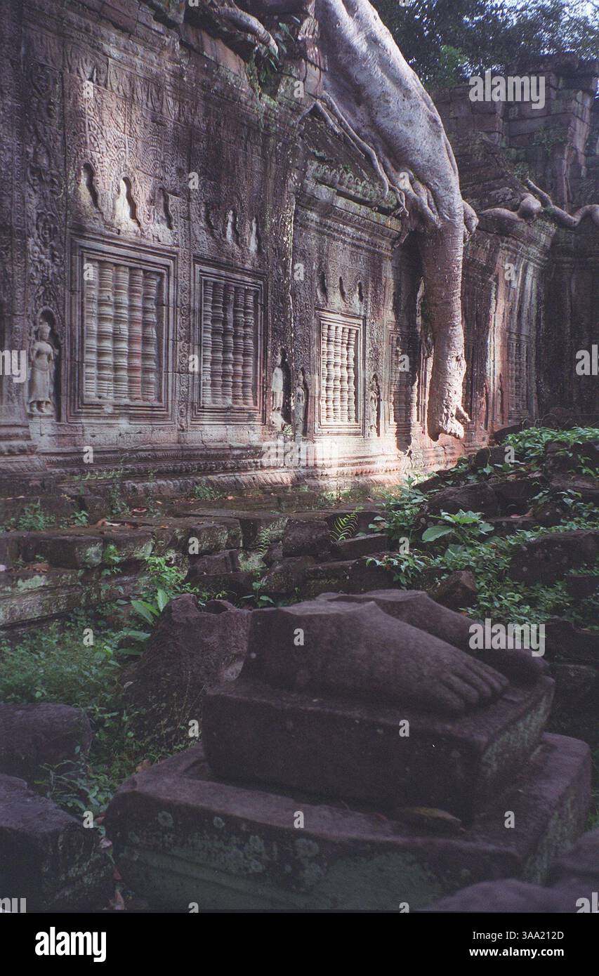 Angkorwat 4. Temple wall: A massive tree root reaches down a wall in ...