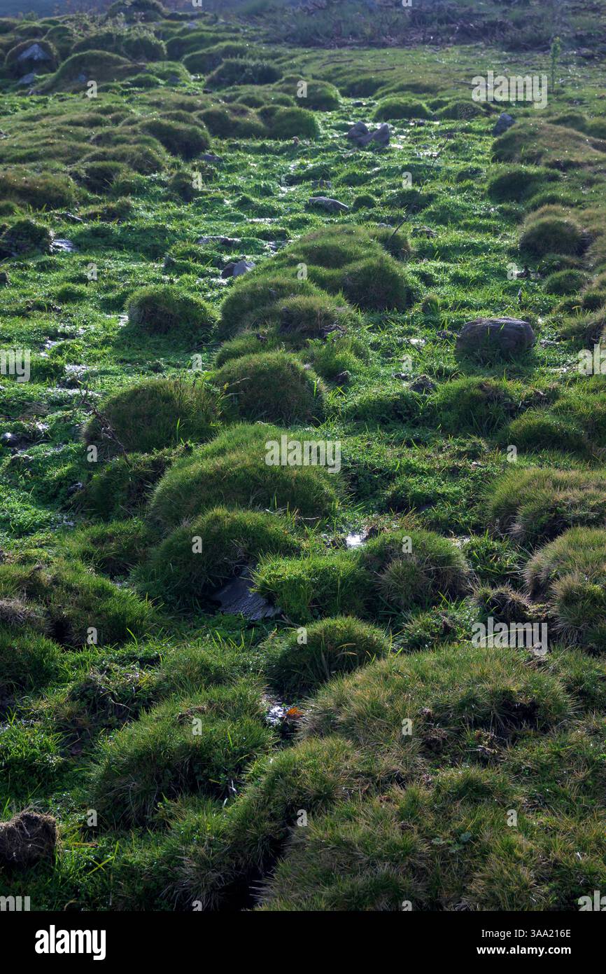 Groundwater spring in a very green mountain area due to humidity Stock ...