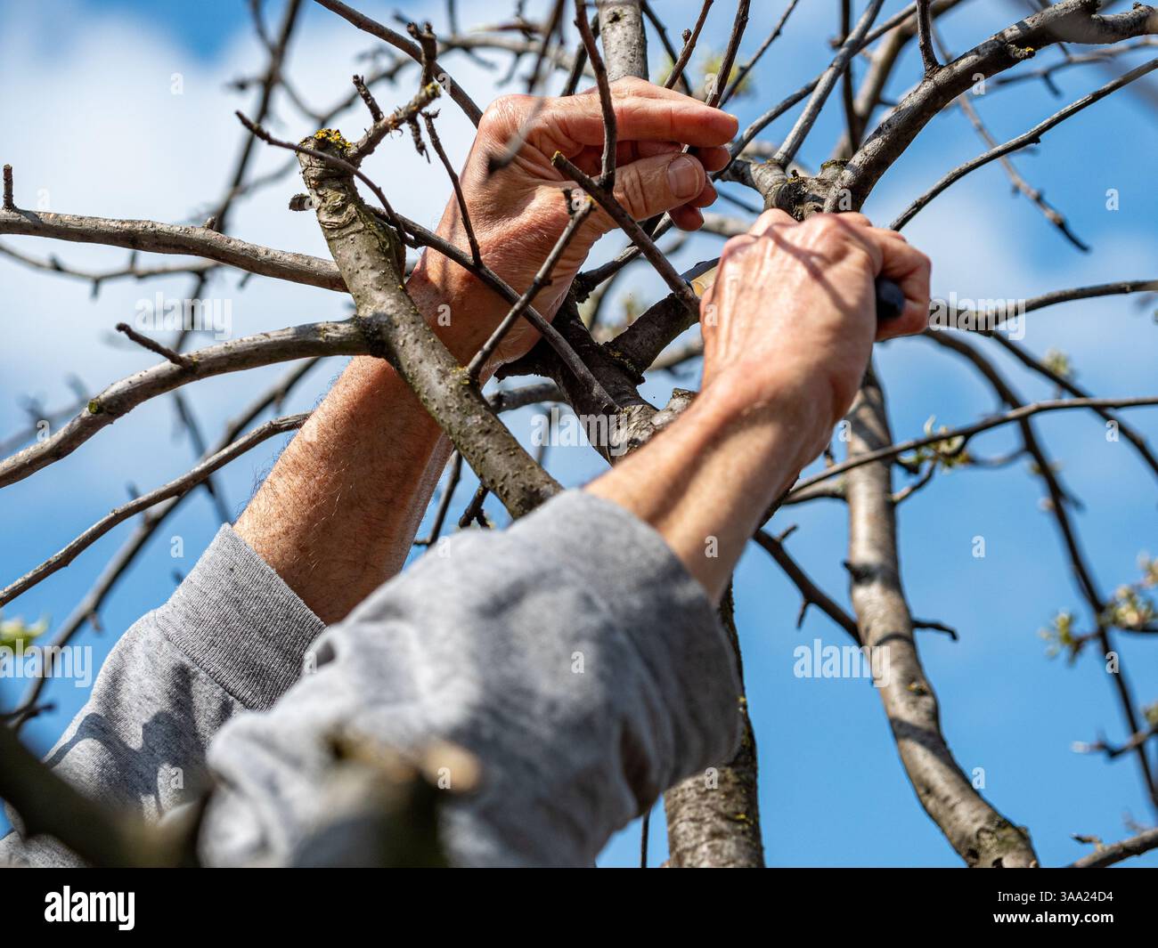 man hand pruning tree cutting dried branches Stock Photo - Alamy