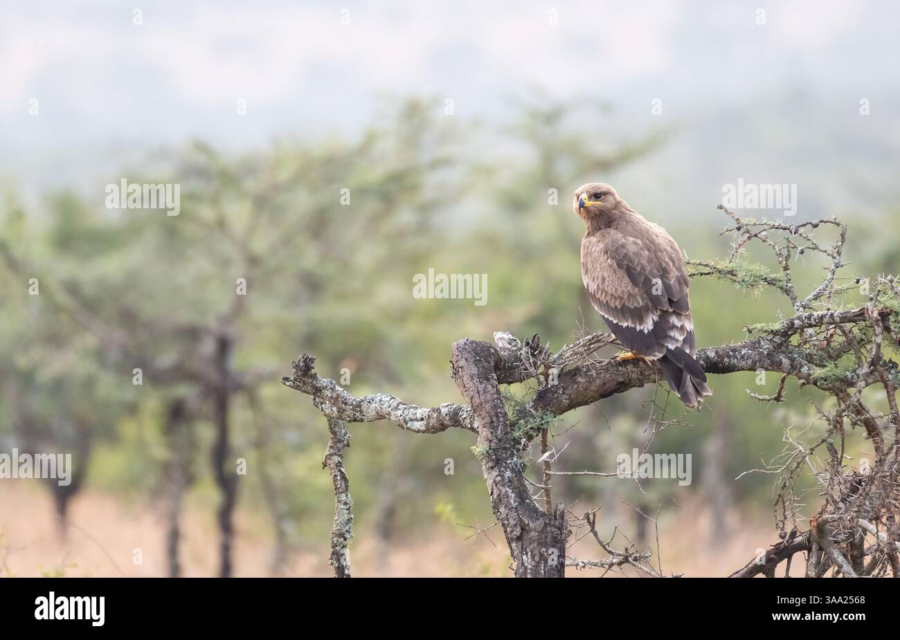Steppe eagle (Aquila nipalensis), young bird in immature plumage Stock ...
