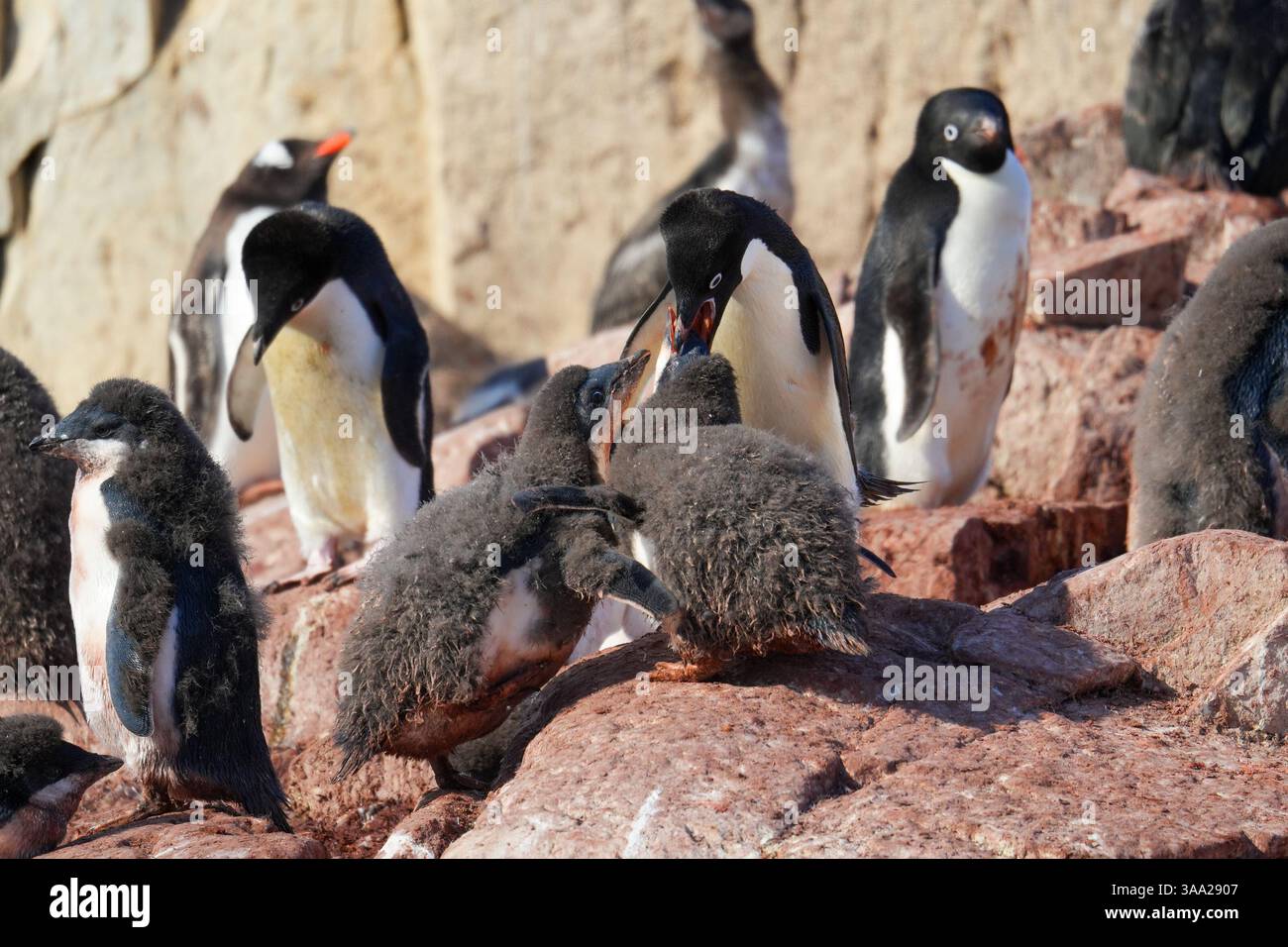 Adélie penguin feeding its chicks on Petermann Island in the Wilhelm Archipelago, Antarctica ...