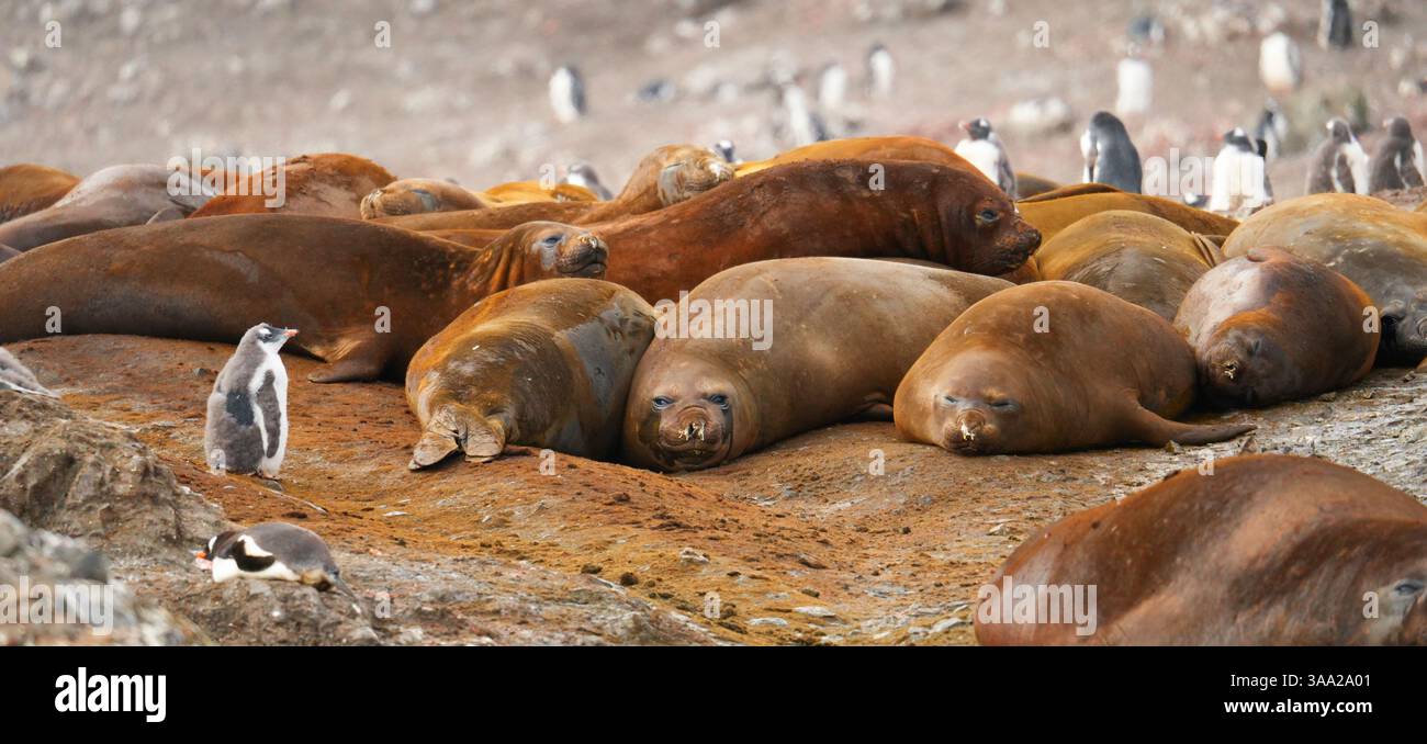 Elephant seals colony on a beach of Livingston Island in the South ...