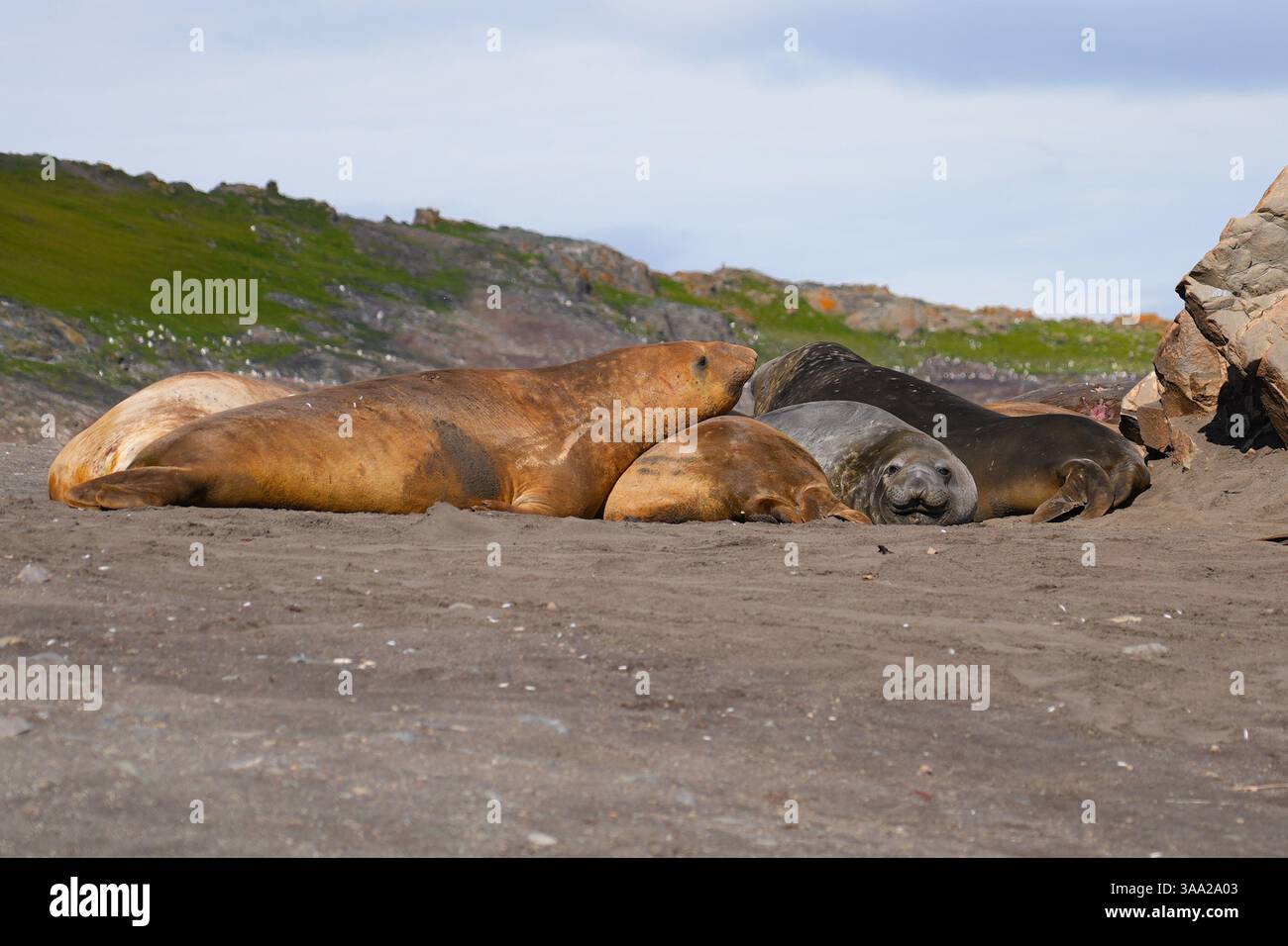 Elephant seals colony on a beach of Livingston Island in the South ...