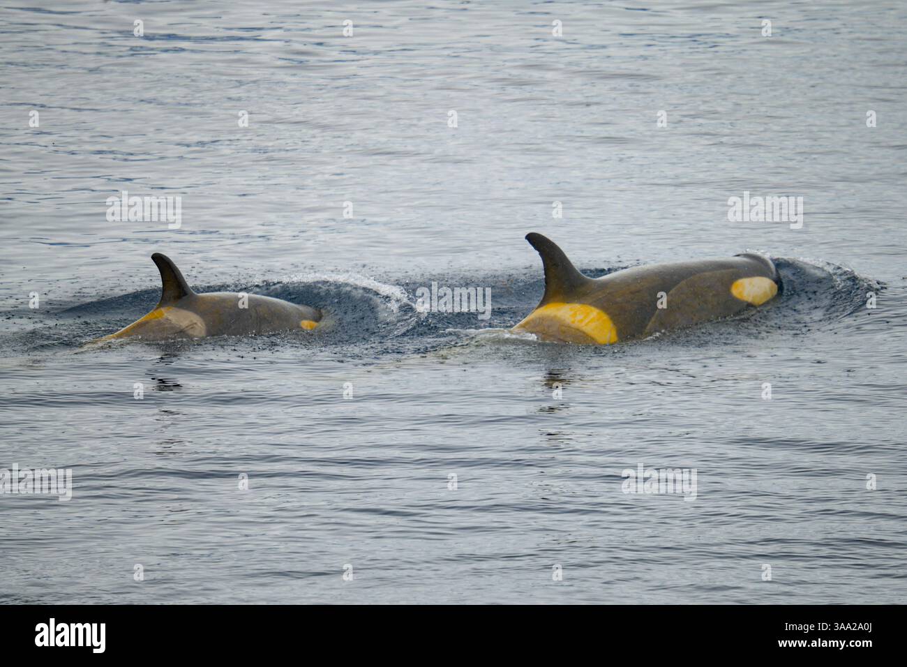 Gerlache killer whales (Orcinus Orca type B) swimming with their calves ...