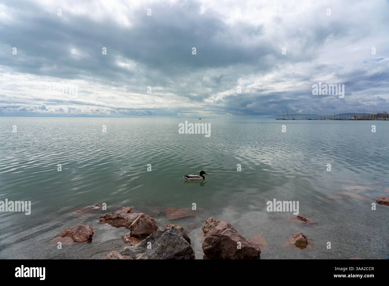 Lake Balaton Balatonkenese with a duck on the coast Stock Photo - Alamy