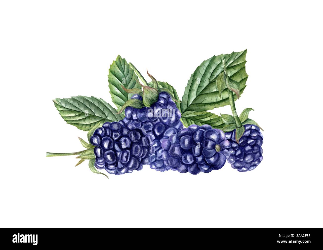 Fresh ripe dewberry with leaves watercolor illustration isolated ...
