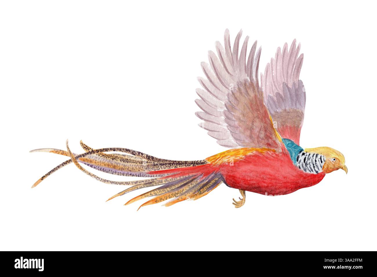 Flying golden pheasant watercolor illustration isolated on white. High ...