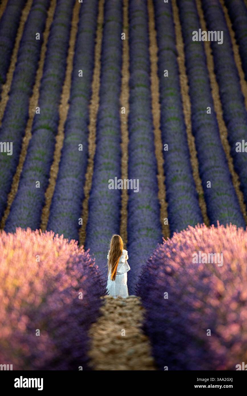 Woman in Provence in the lavender fields of Valensole Stock Photo - Alamy
