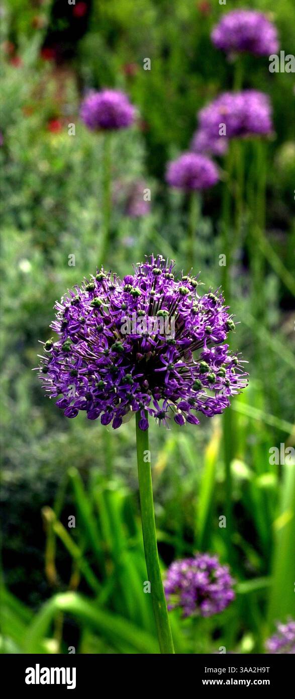Plantings at UCD Aboretum Storer Garden. Photographed Tuesday, April 15 ...