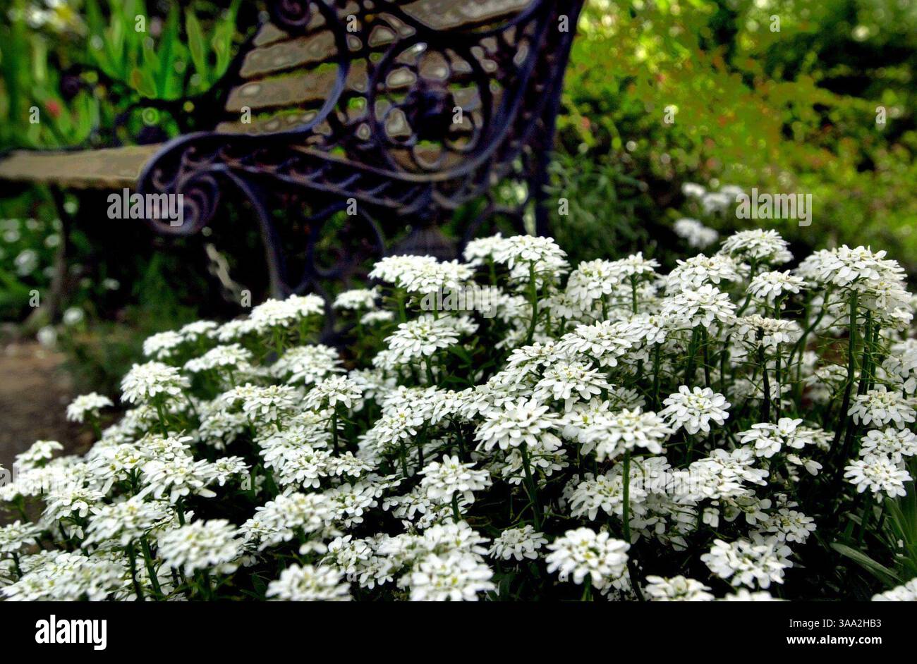 Plantings at UCD Aboretum Storer Garden. Photographed Tuesday, April 15 ...