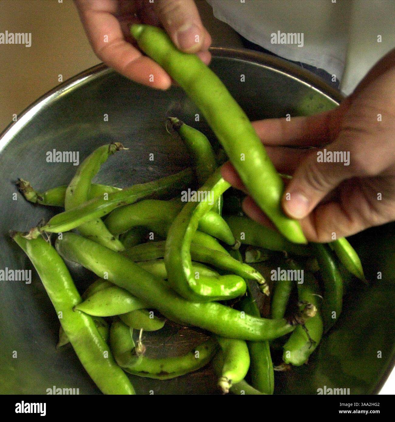 Fava bean pods. Photographed for TASTE Monday March 31, 2003 ...