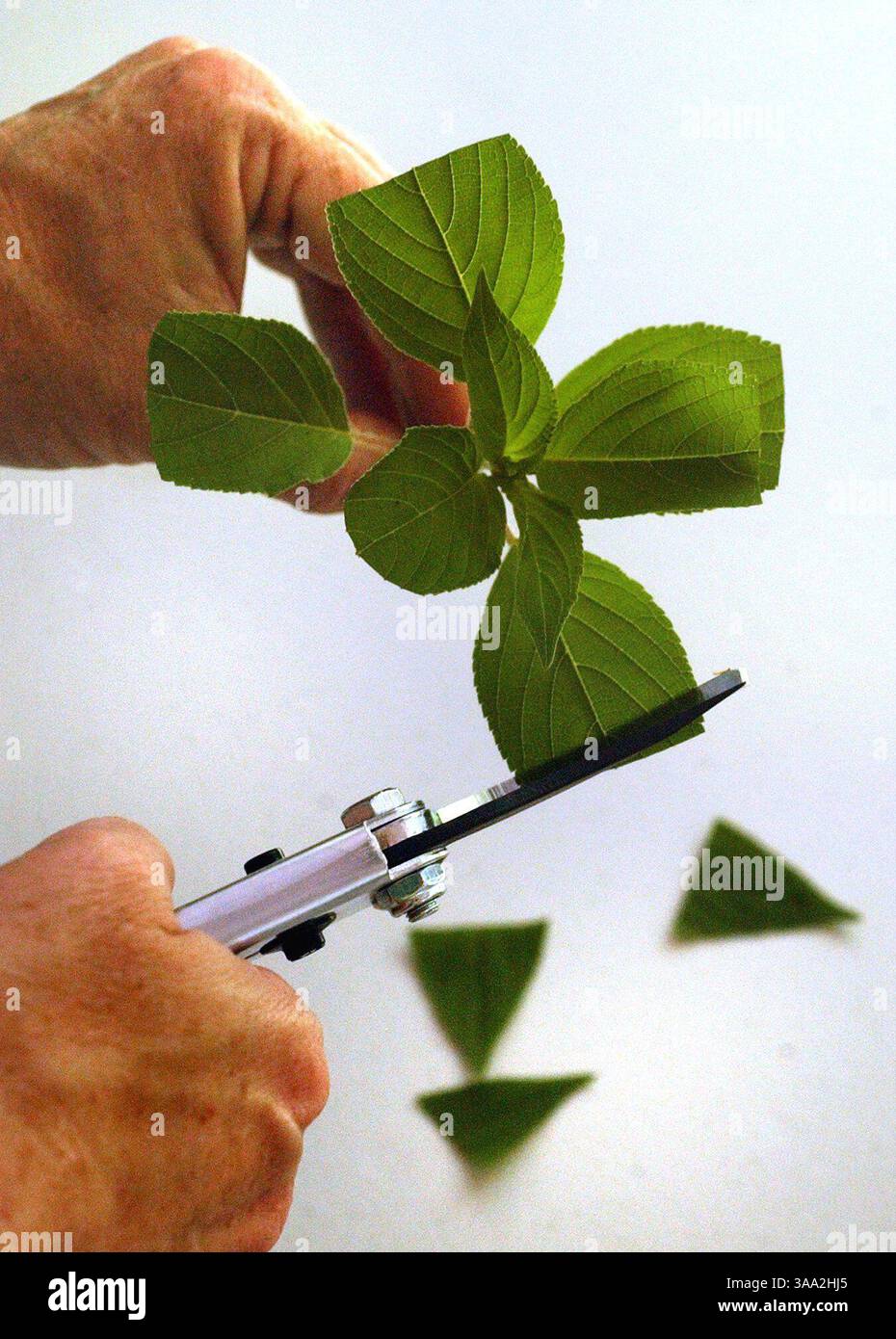 CUTTINGS PROCESS -- Snipping off ends of large leaves on cutting before ...