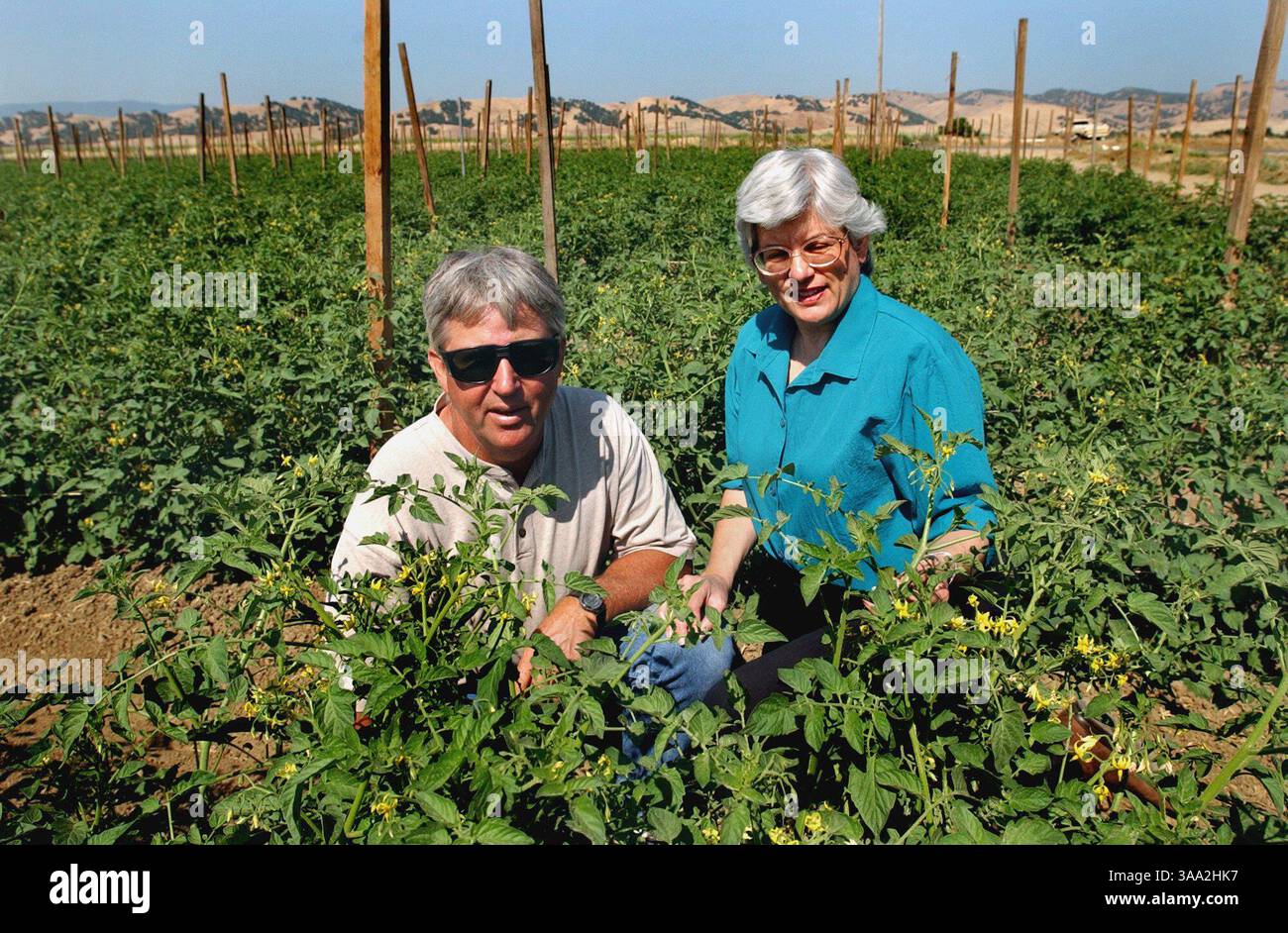 James and Deborah Durst check on their organic tomato plants at Durst ...