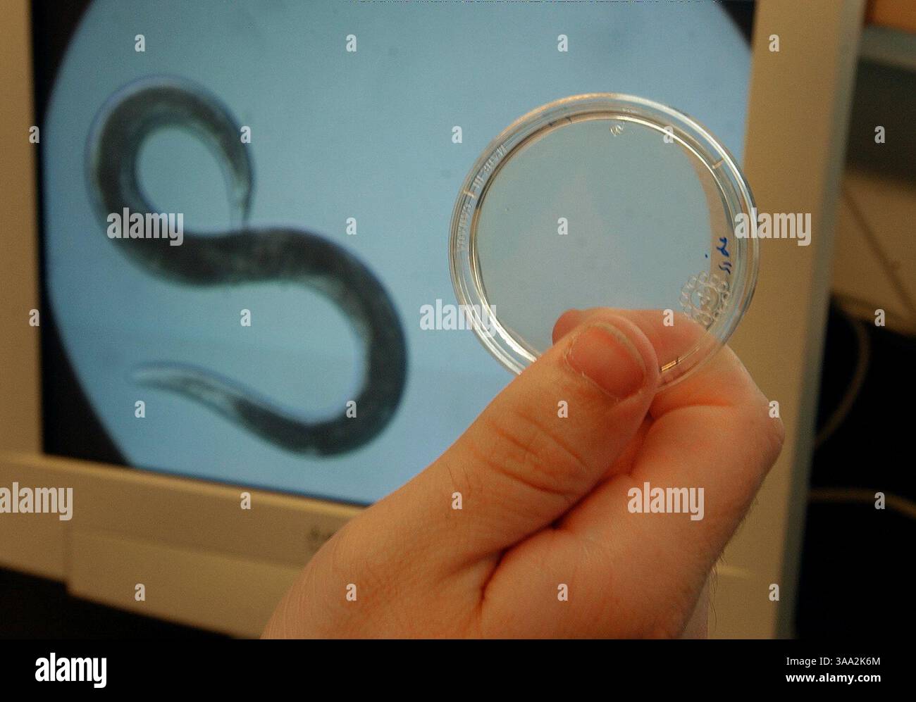 C elegans worms hi-res stock photography and images - Alamy