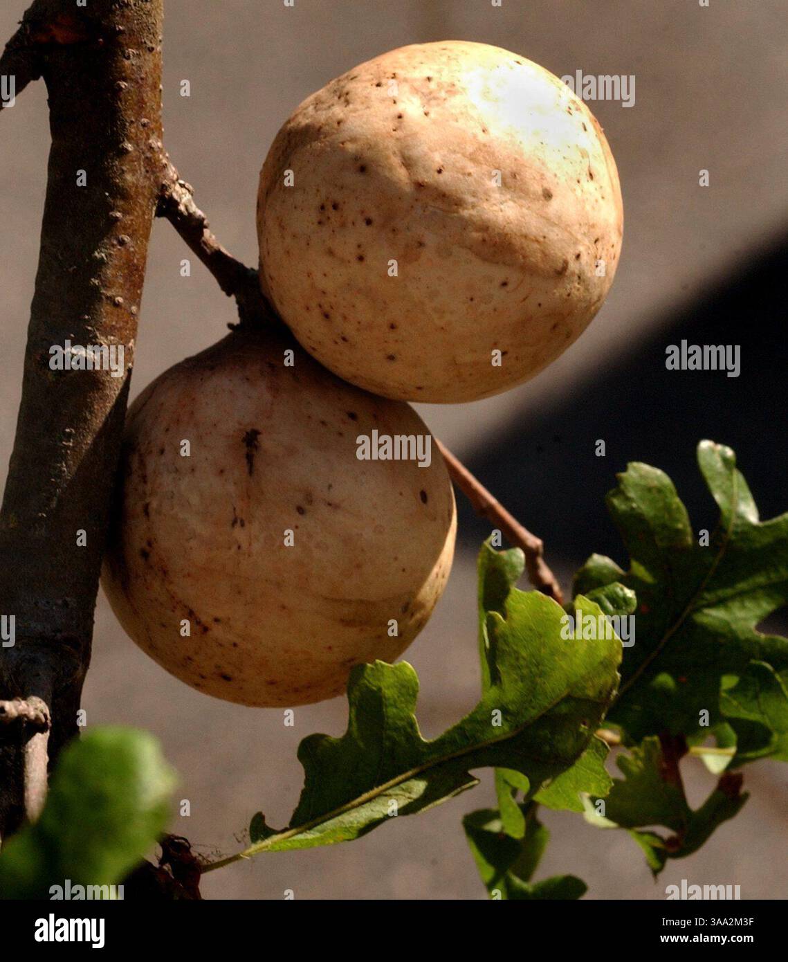 Oak apple gall, caused by parasitic wasp. Photographed Monday September ...