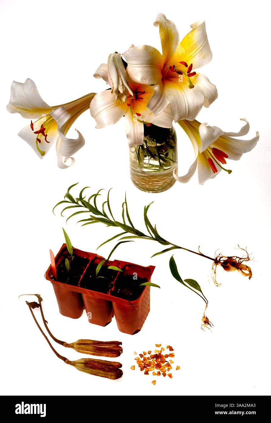 Life cycle of lily. Photographed Wednesday June 11, 2003 for CAL LIFE ...