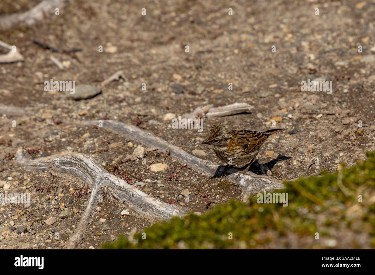 Small birds in the wild nature walking on the ground. Brown and grey ...