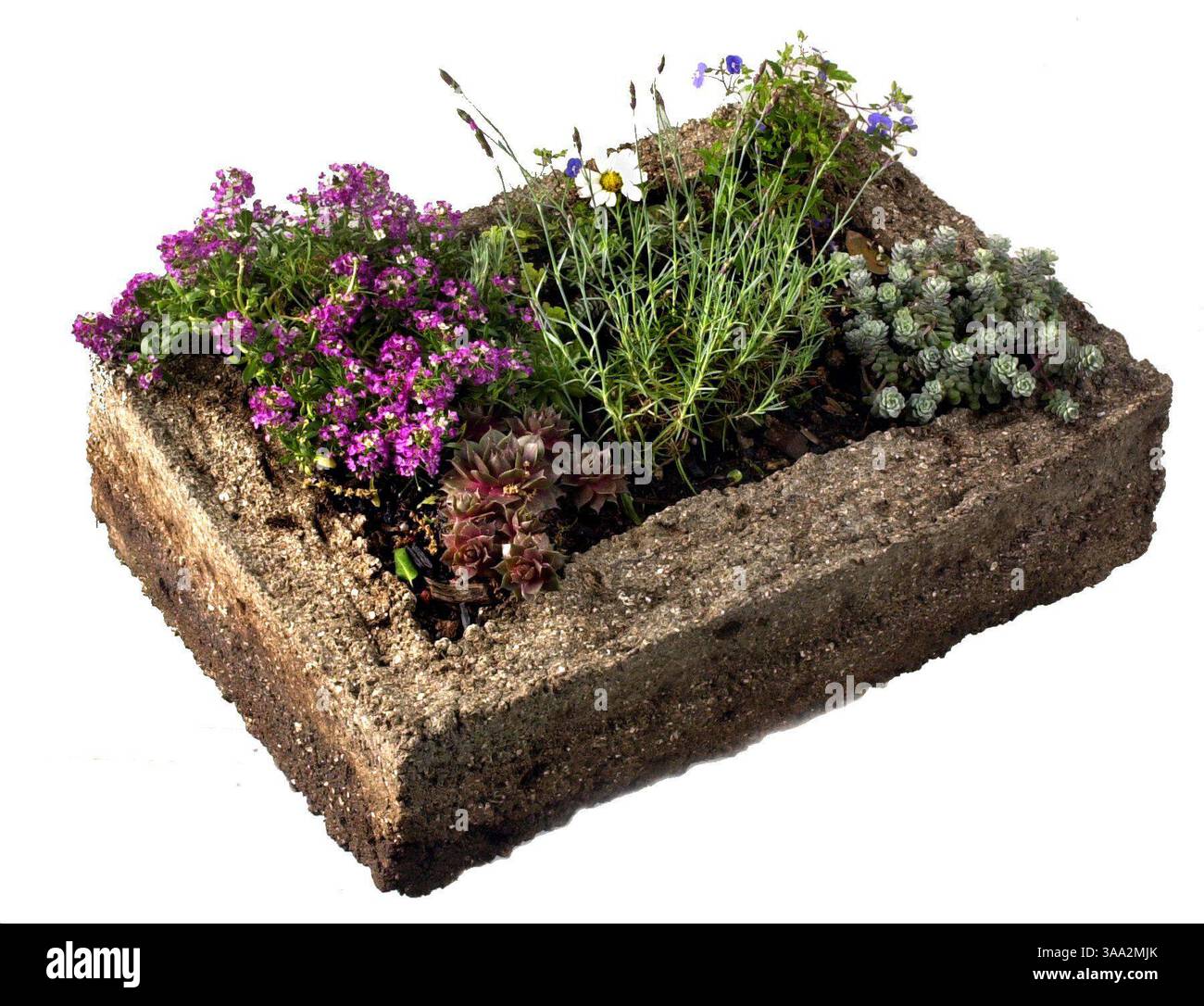 Concrete planter with flowers. Photographed Tuesday, April 8, 2003 for CAL LIFE. Sacramento Bee ...