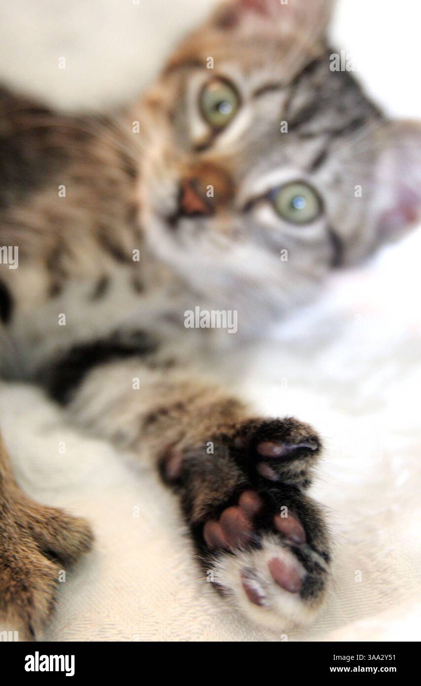 July 27, 2006; San Francisco, CA, USA; Pictured is Mariel the kitten ...