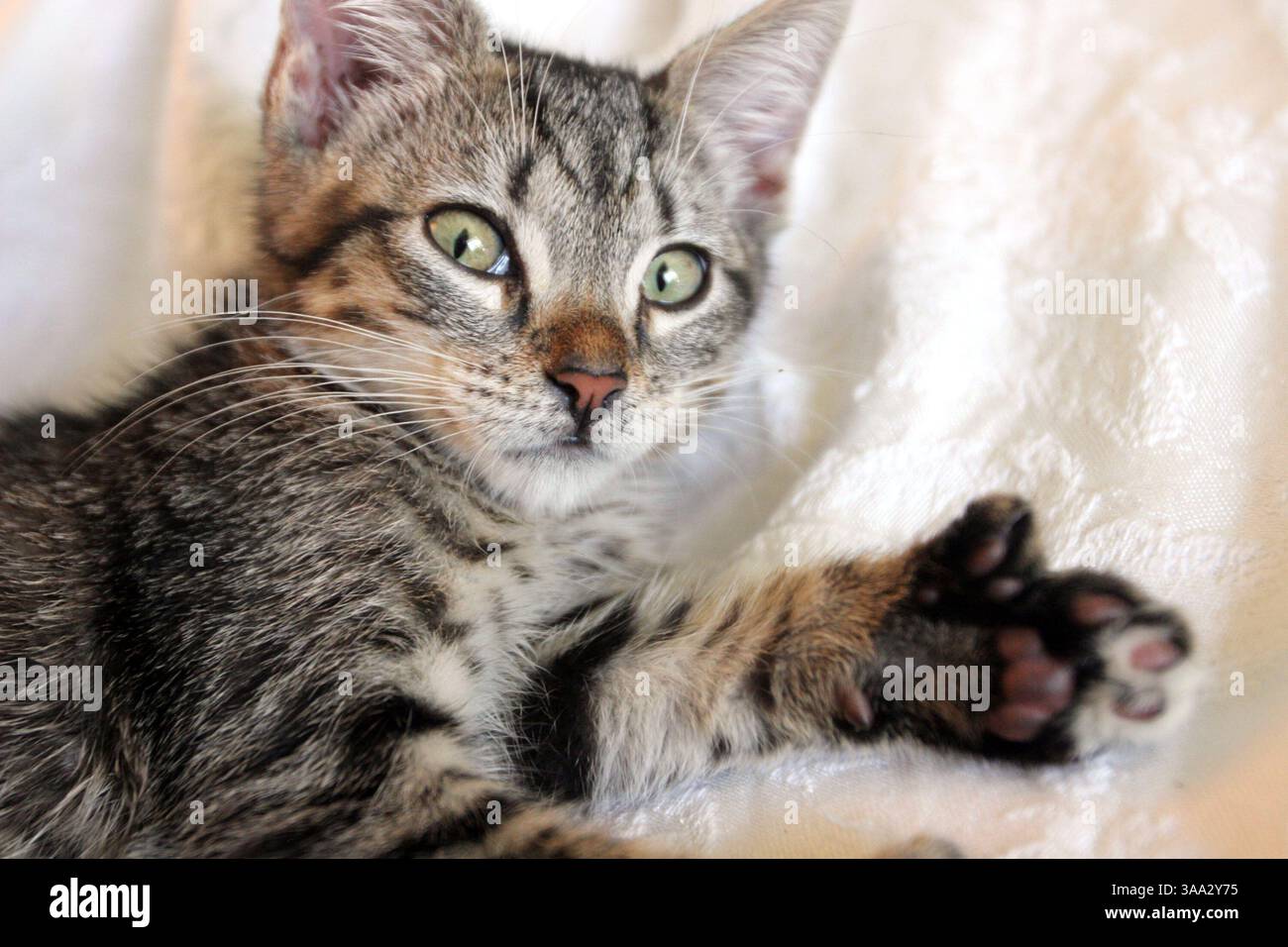 July 27, 2006; San Francisco, CA, USA; Pictured is Mariel the kitten ...