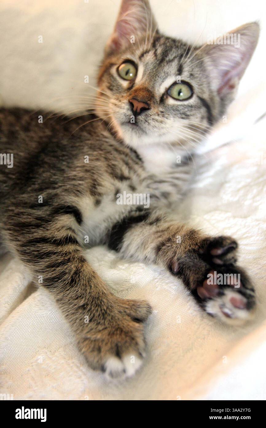 July 27, 2006; San Francisco, CA, USA; Pictured is Mariel the kitten ...