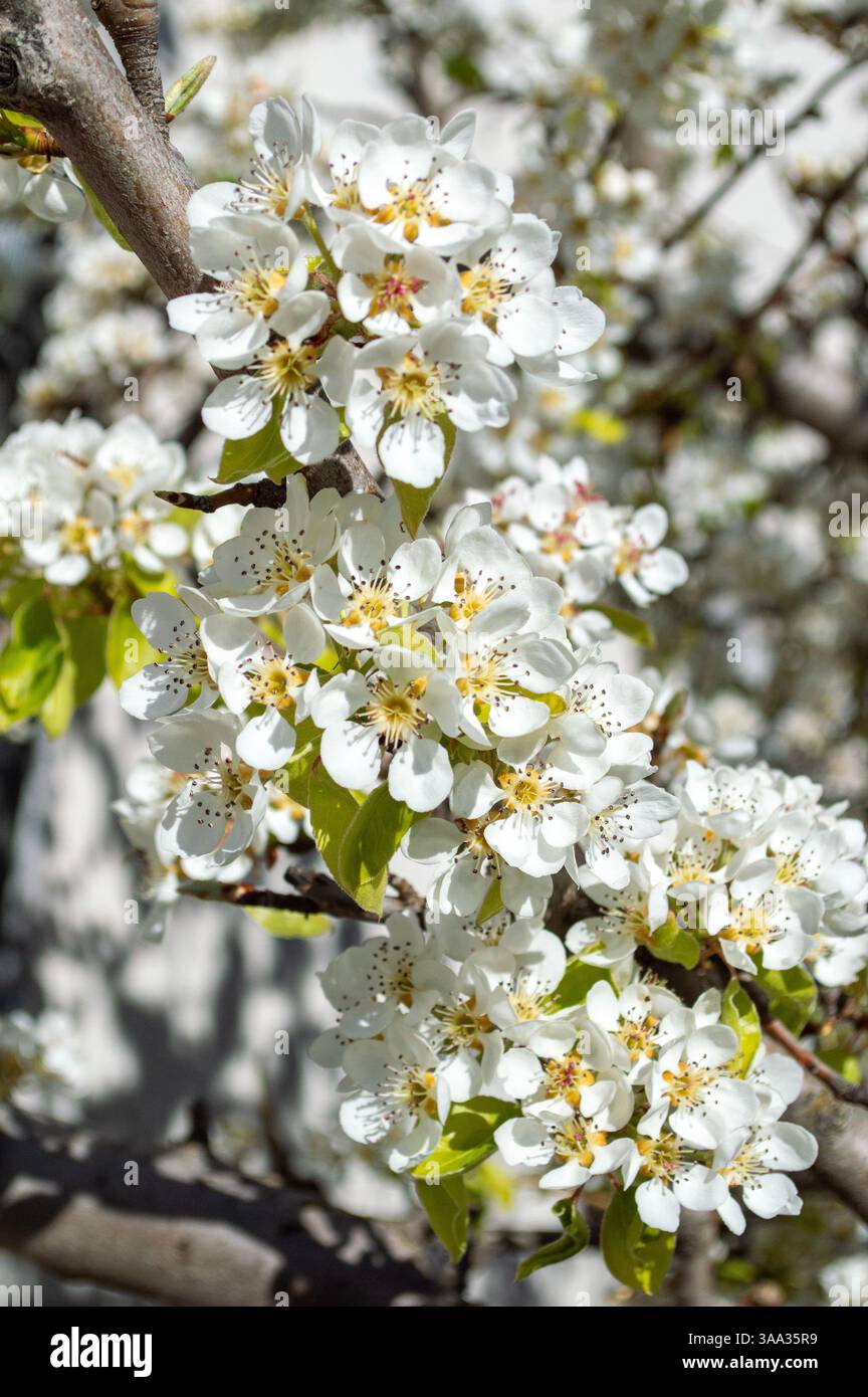 Arbol de pera hi-res stock photography and images - Alamy