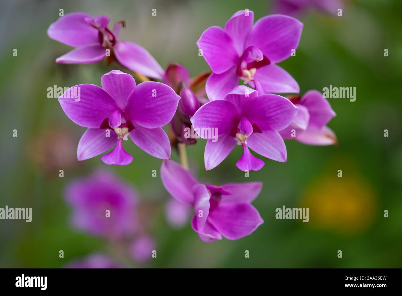 Close up at spathoglottis plicata purple orchids or ground orchid on ...