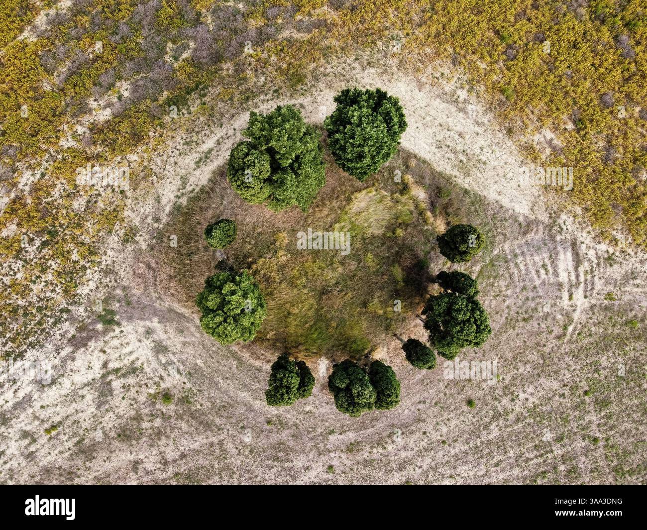 aerial view of a circle of cypress trees in the countryside Stock Photo ...
