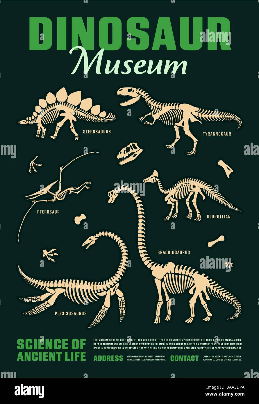 Dinosaur skeleton fossils for dino museum poster with Jurassic lizards ...