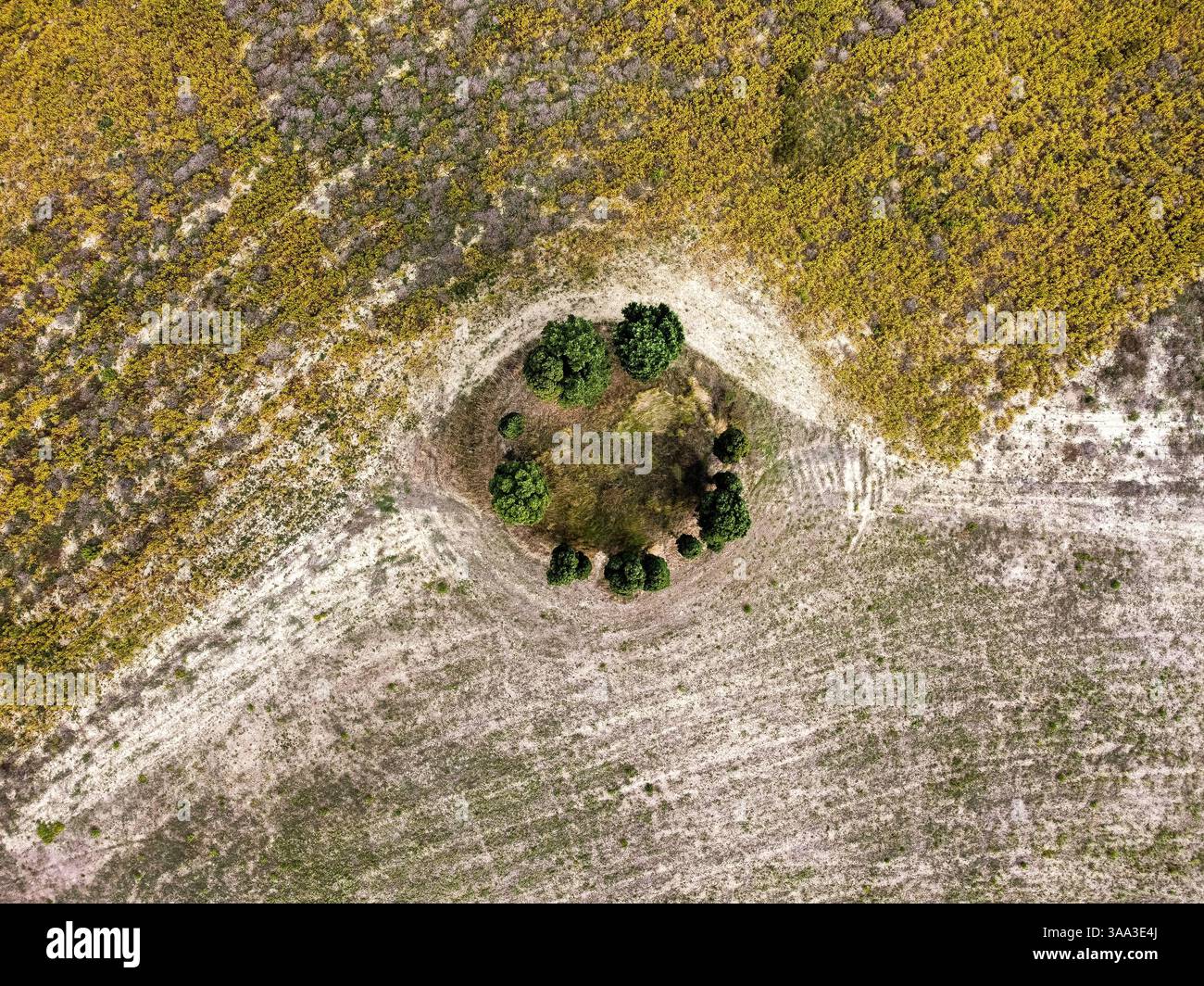 aerial view of a circle of cypress trees in the countryside Stock Photo ...
