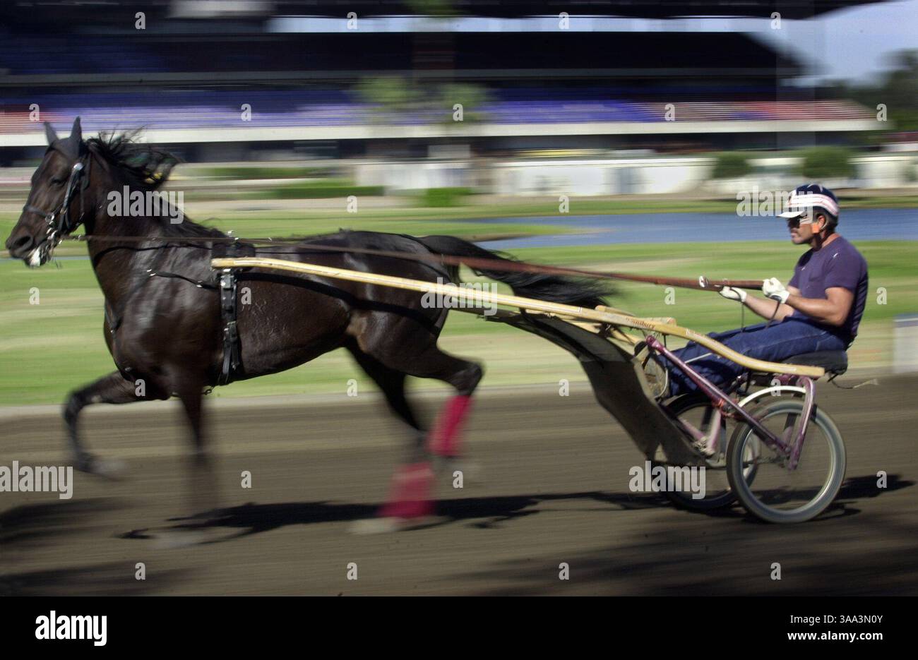 A harness racer exercises a horse at the Cal Expo race track, September ...