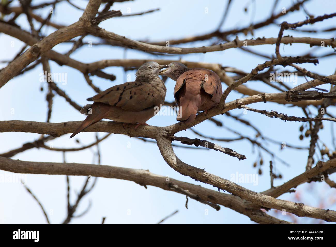 Two birds are sitting on a branch, one of them is eating. The other ...