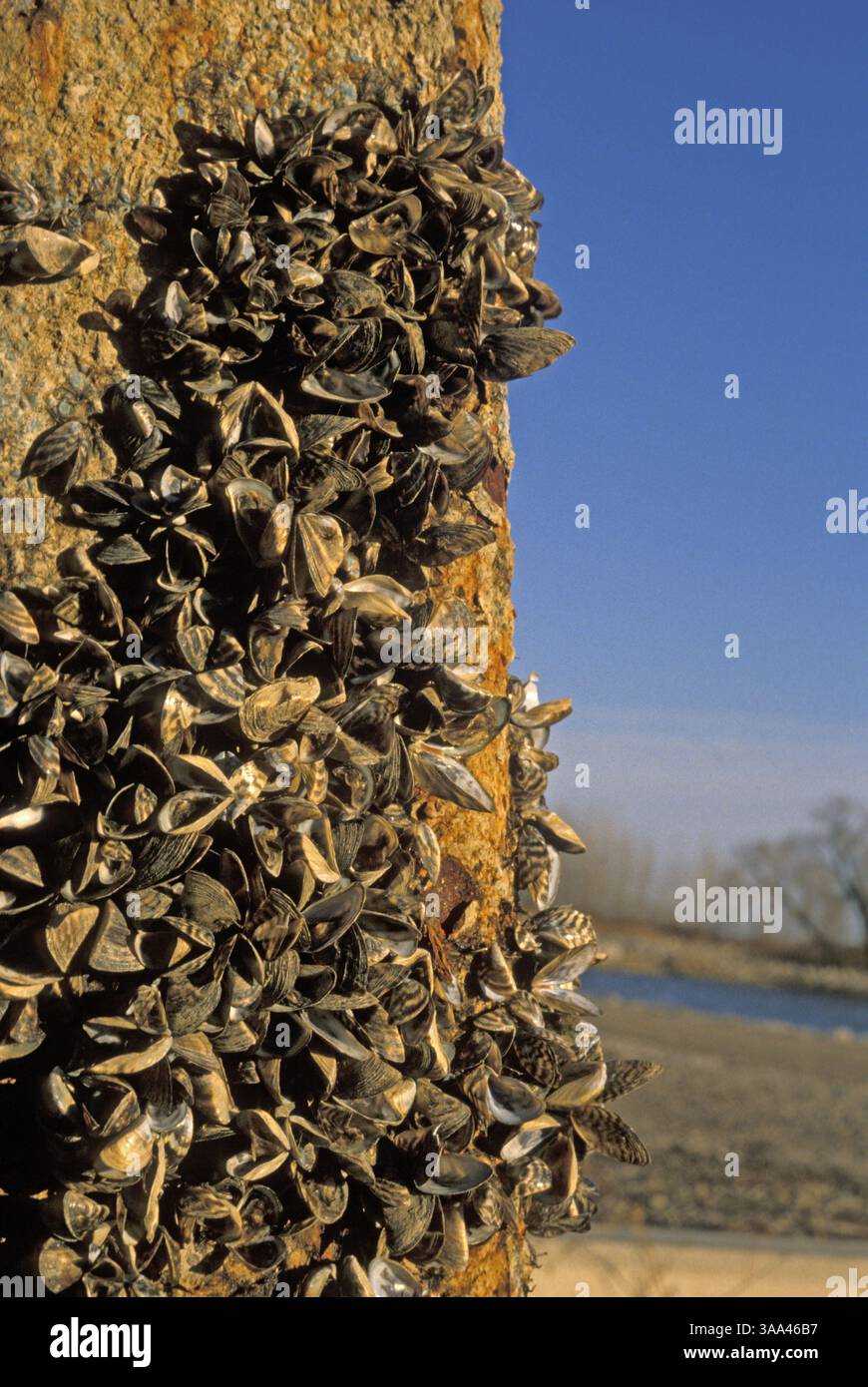 Feb 10, 1990; Monroe, MI, USA; Zebra mussels cling to a pier that had ...