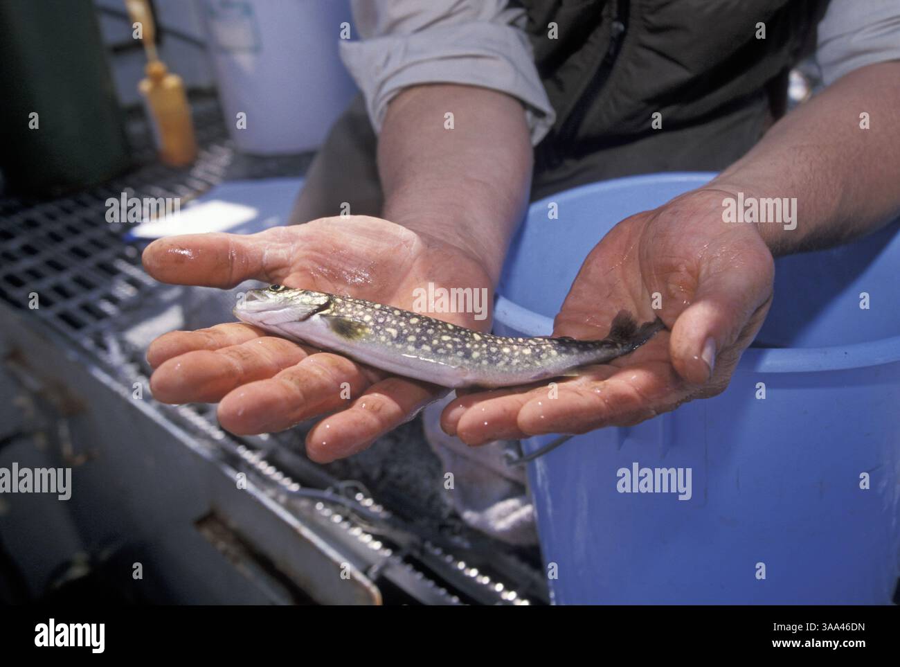 Fish health checks in a lake hi-res stock photography and images - Alamy