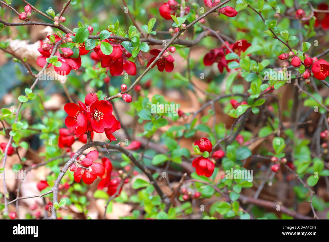 Red blossoms of Japanese quince (Chaenomeles japonica) among lush green ...