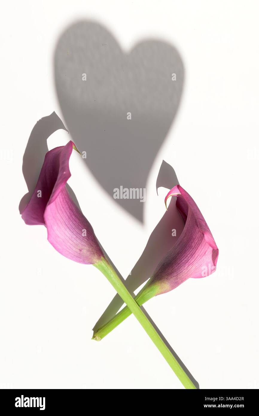 Two elegant purple calla lilies casting a heart-shaped shadow on a ...