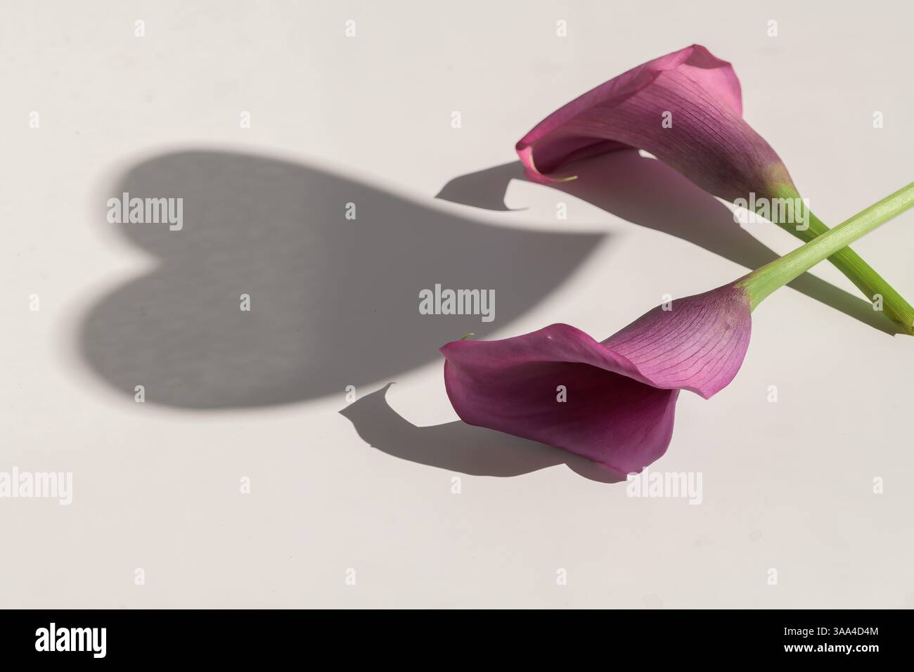 Two elegant purple calla lilies casting a heart-shaped shadow on a ...