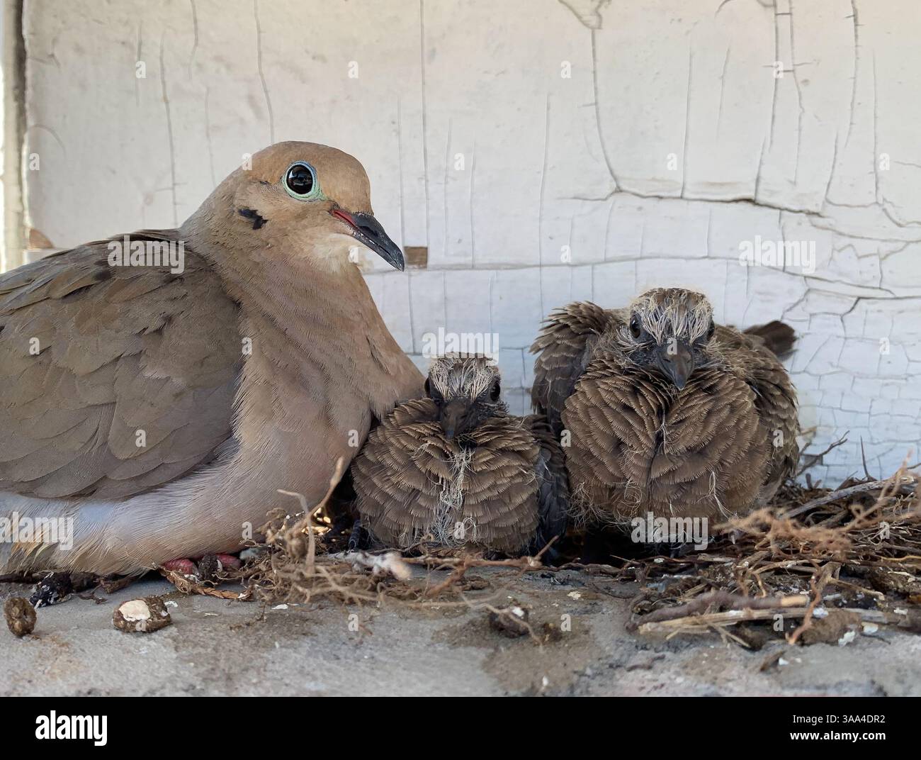 Close-up of an adult Mourning Dove attending two nestlings in a small ...