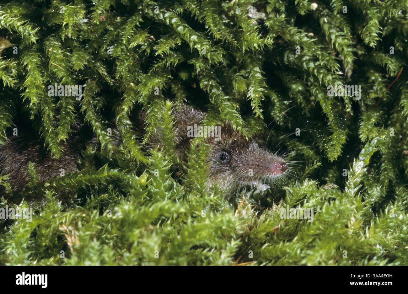 Zwergspitzmaus, Zwerg-Spitzmaus, Spitzmaus, Maus, Sorex minutus ...