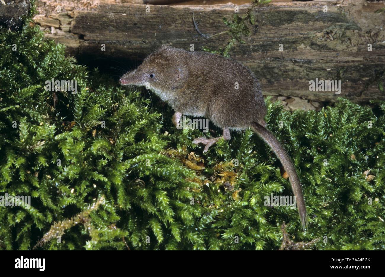 Zwergspitzmaus, Zwerg-Spitzmaus, Spitzmaus, Maus, Sorex minutus ...