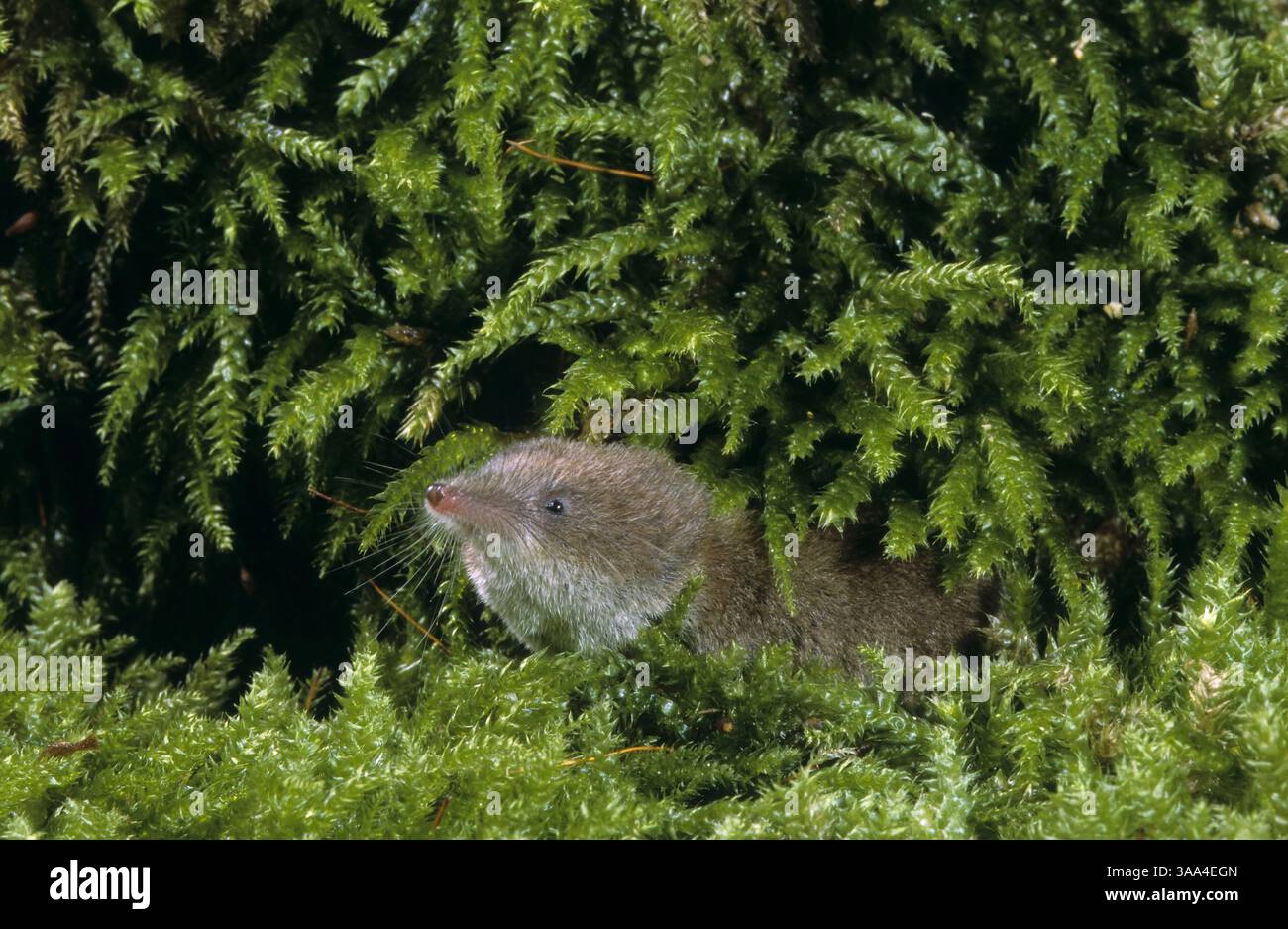 Zwergspitzmaus, Zwerg-Spitzmaus, Spitzmaus, Maus, Sorex minutus ...