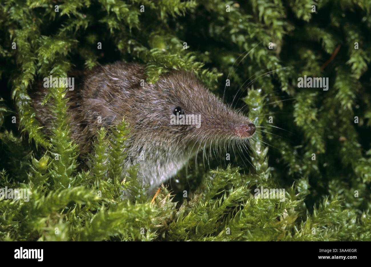 Zwergspitzmaus, Zwerg-Spitzmaus, Spitzmaus, Maus, Sorex minutus ...