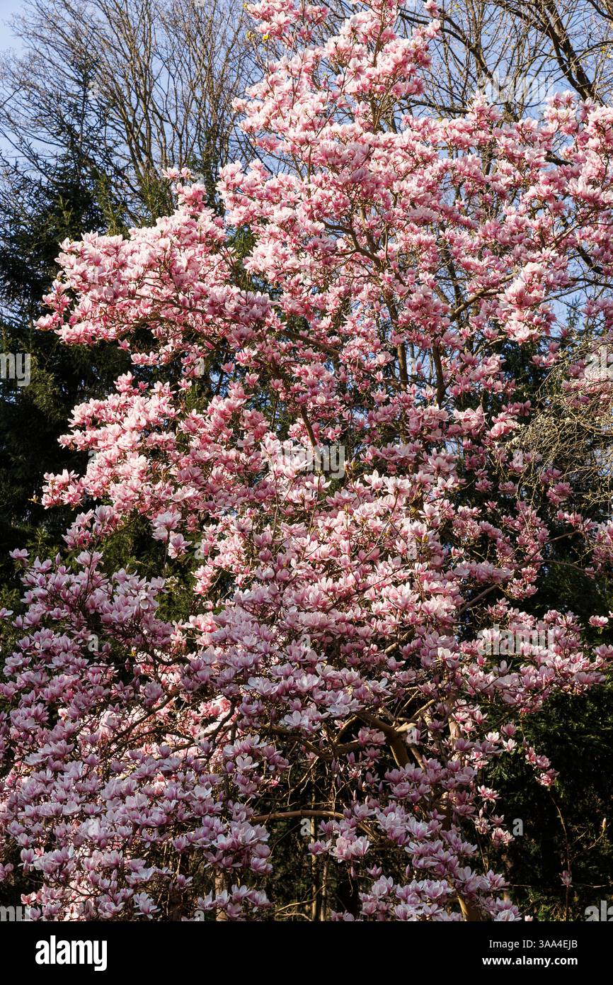 flowering magnolia (lat. Magnolia) at the Forstbotanischer Garten ...