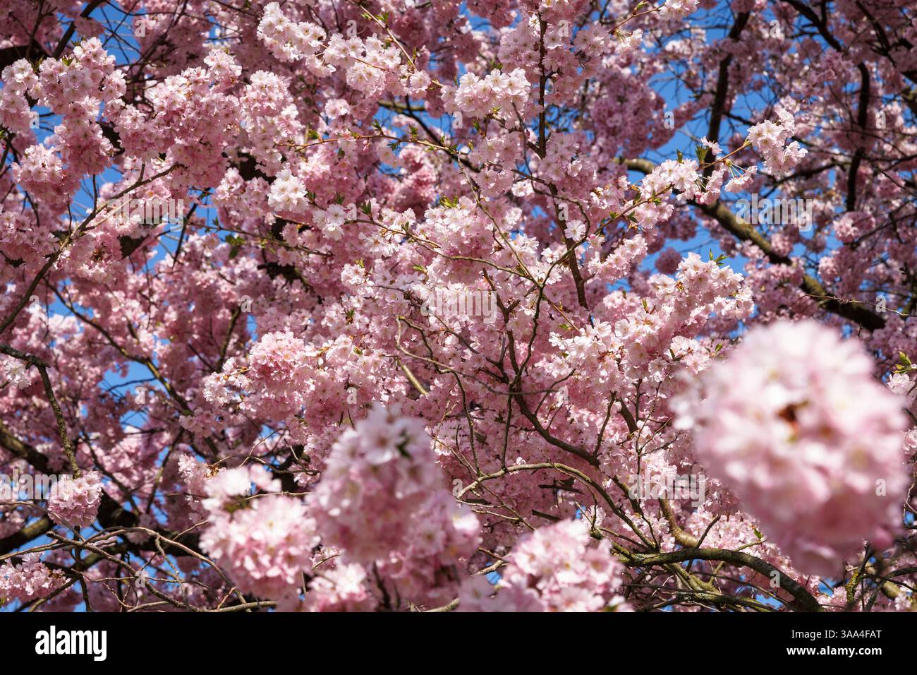 flowering cherry tree (prunus accolade) in the Friedenswald near the ...