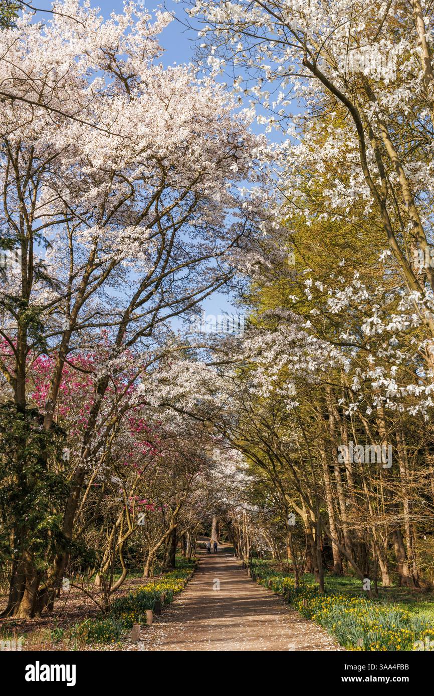flowering magnolia (lat. Magnolia) at the Forstbotanischer Garten ...