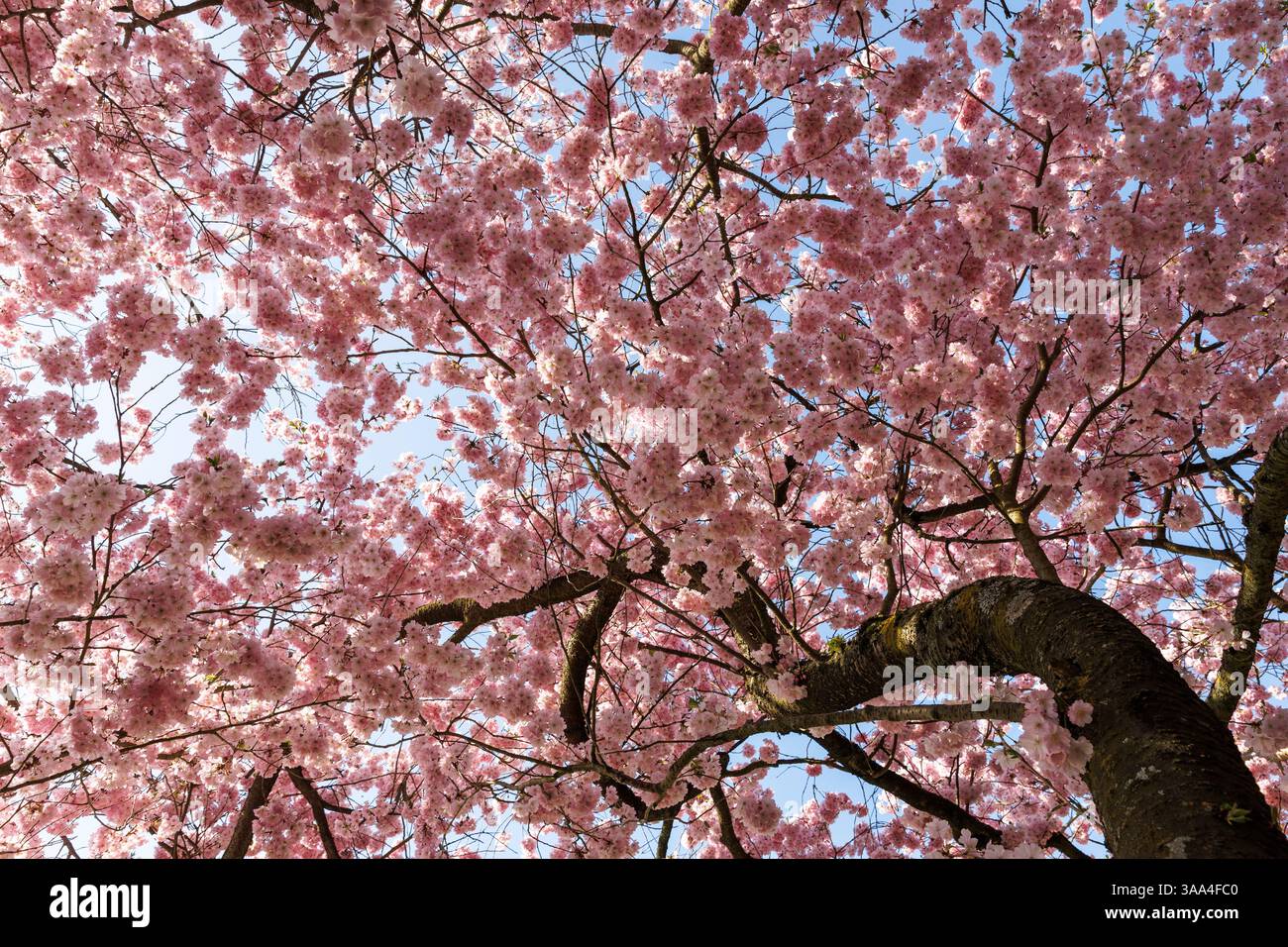 flowering cherry tree (prunus accolade) in the Friedenswald near the ...