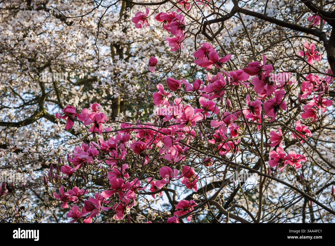 flowering magnolia (lat. Magnolia) at the Forstbotanischer Garten ...