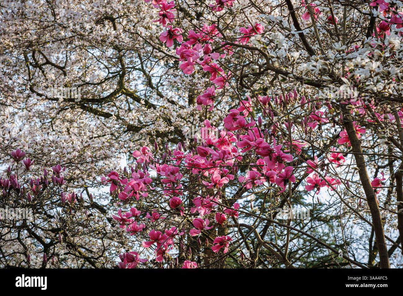 flowering magnolia (lat. Magnolia) at the Forstbotanischer Garten ...